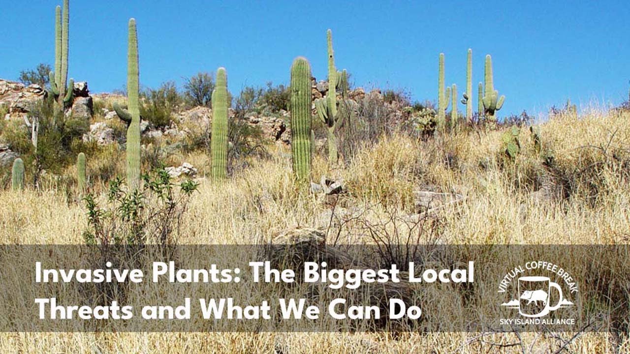 Invasive Plants: The Biggest Local Threats and What We Can Do - YouTube