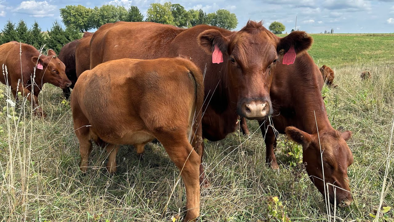 🍁 A fantastic fall day…grazing Red Angus “cattle on a 1,000 hills ...