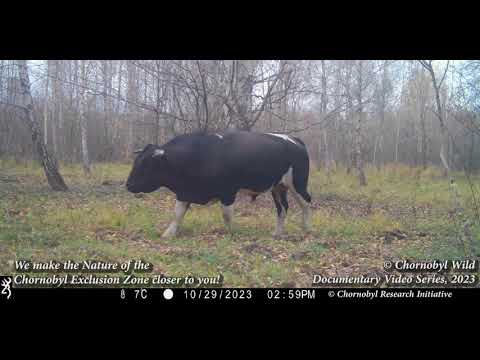 "Wildlife in Chernobyl: Feral Cows, Przewalski’s Horses, and a One-Eyed ...