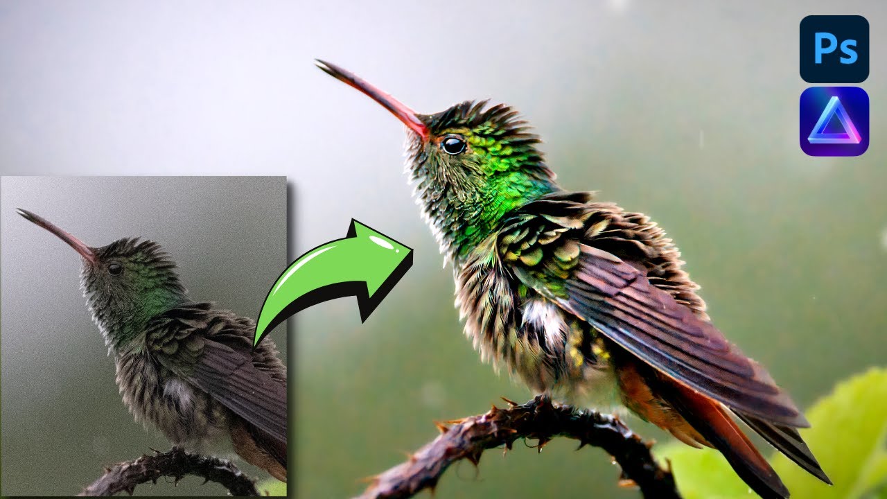 How To Edit Wildlife Pictures with Luminar Neo and Photoshop | Photo ...