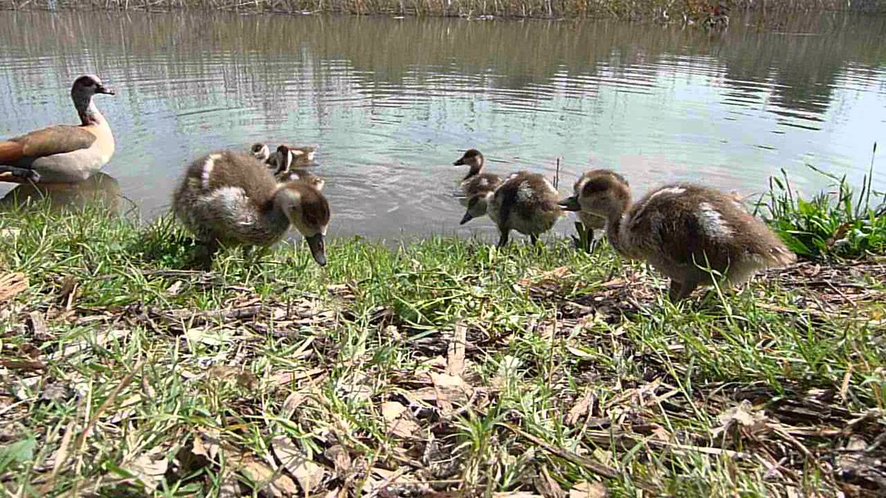 Cute! Ducks and Mother Duck in Hayarkon National Park Israel(Full HD ...