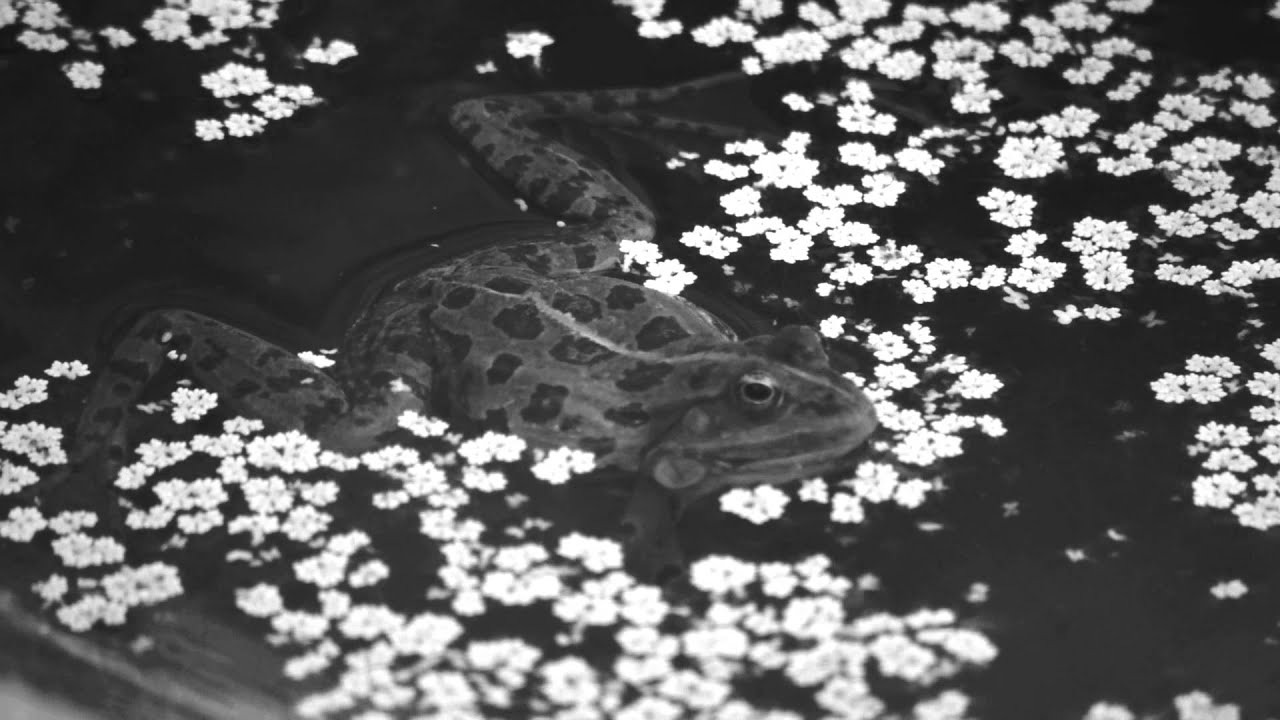 Frog filmed with infrared converted camera - YouTube