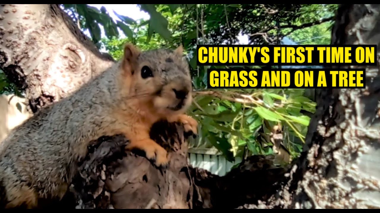 The Adventures Of Chunky The Squirrel : Chunky's First Time on Grass and in a Tree - YouTube