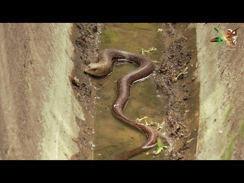 Su kanalına düşen kertenkeleyi kurtardık