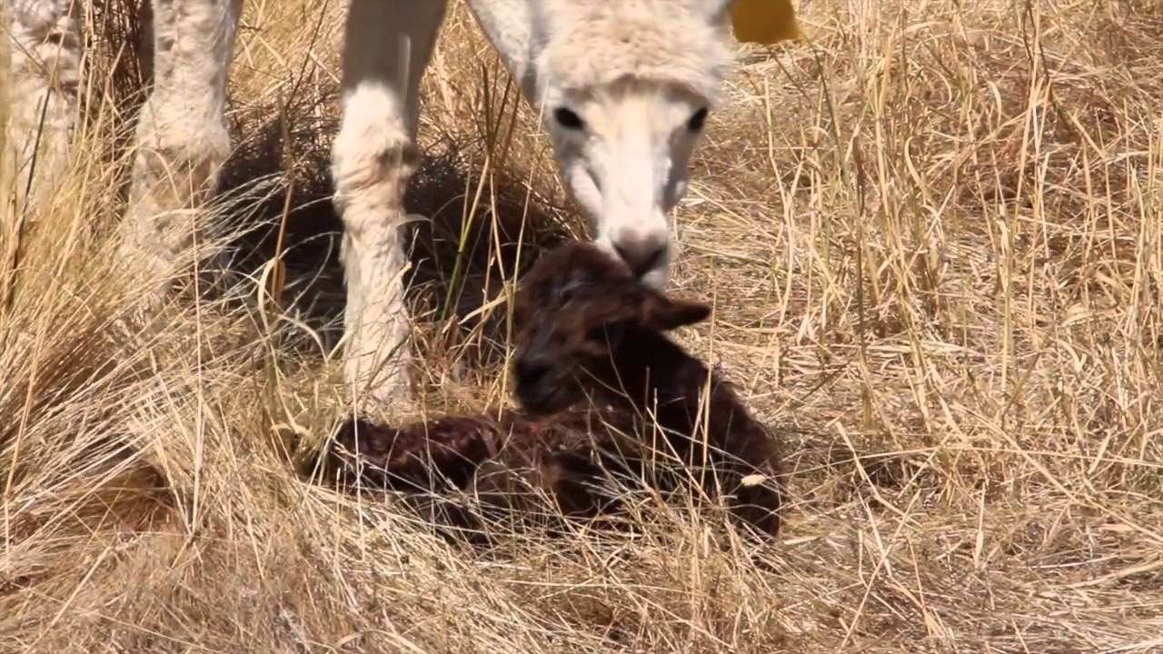 Birth of an Alpaca cria - YouTube