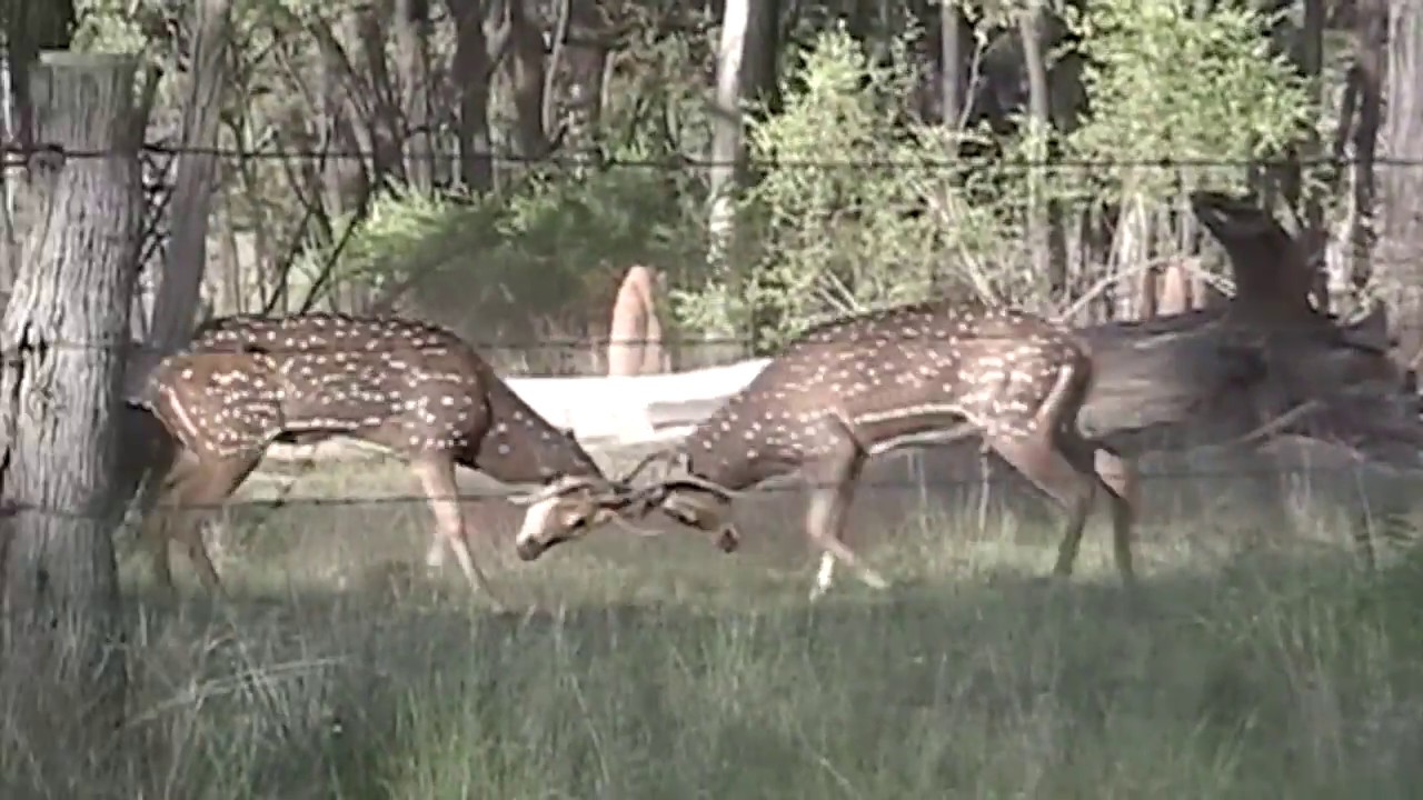 Chital-Axis Deer Fights - YouTube