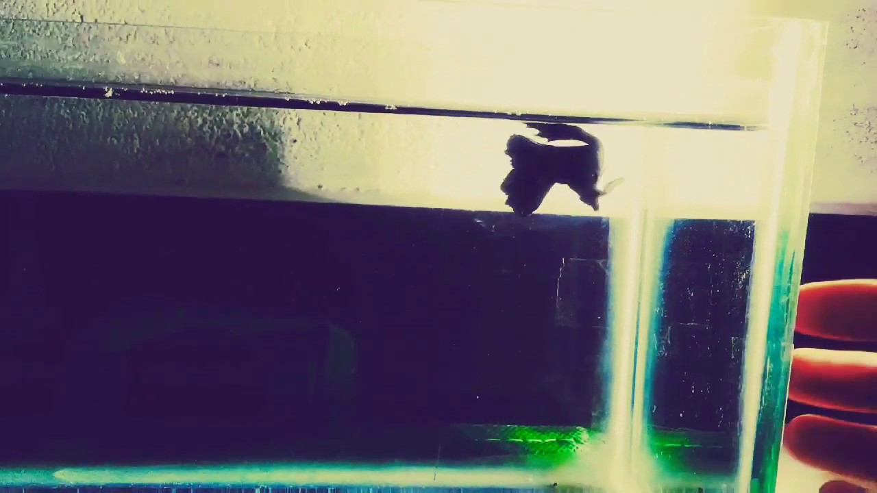 Betta fish hand following training in thamil - YouTube