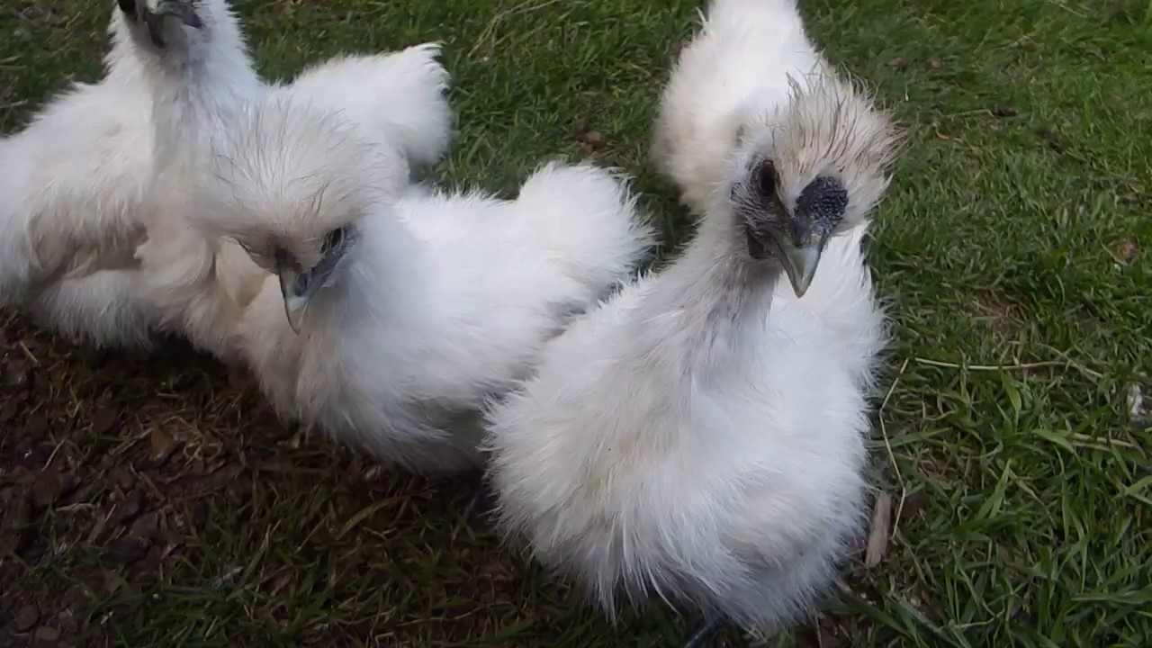 Silkie Chicks Whining - Treat Time! - YouTube