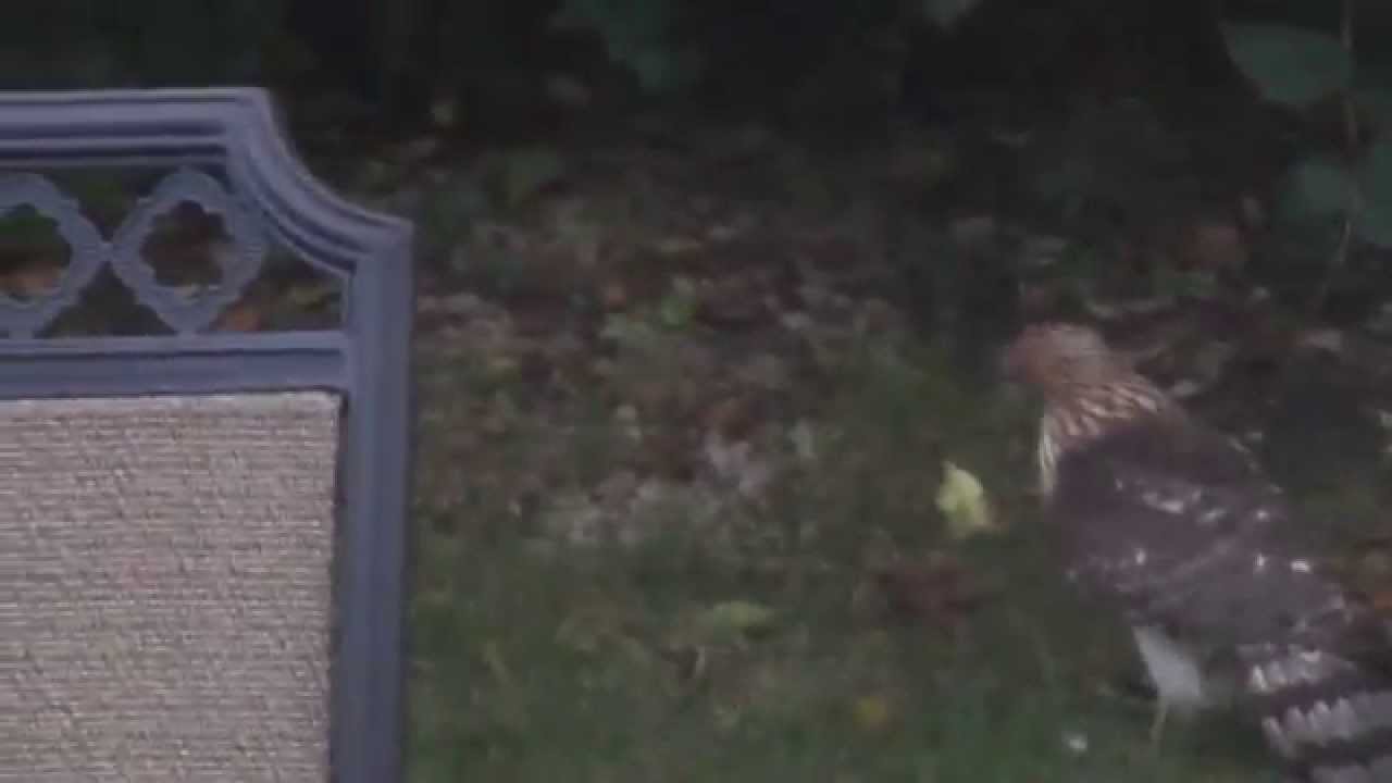 Sparrow Hawk eats Sparrow - YouTube