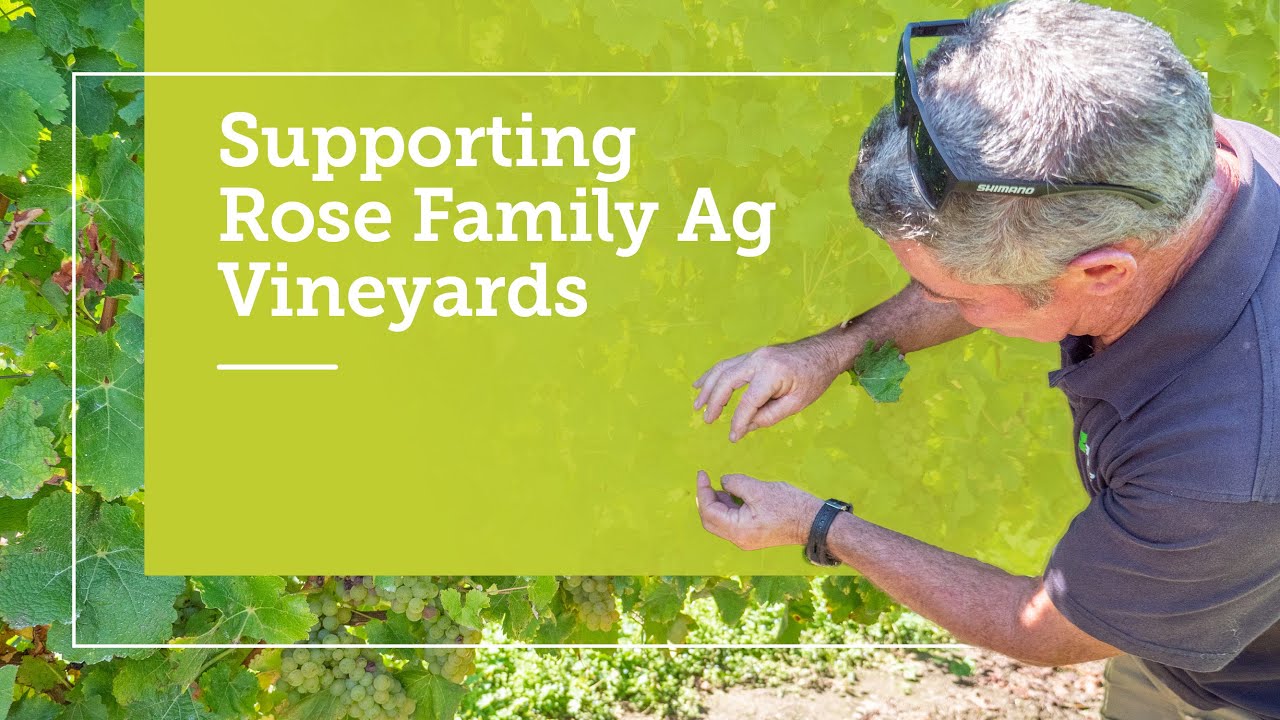Pest and disease crop monitoring support Rose Ag Vineyards | Fruitfed ...