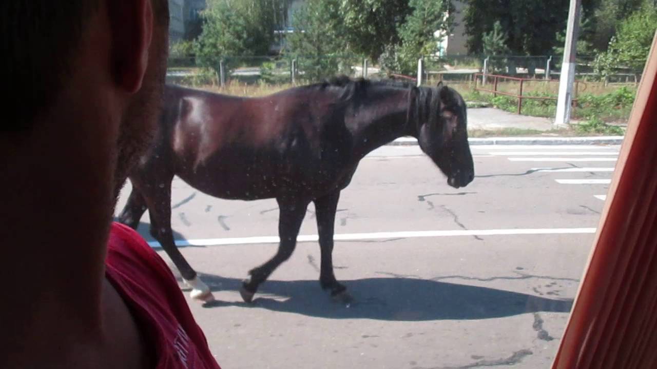 Pack of wild horses in Chernobyl - YouTube