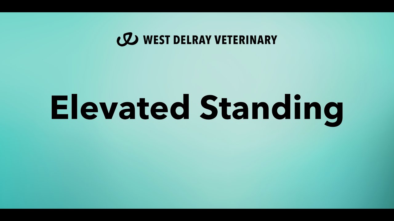 Canine Rehabilitation- Elevated Standing - YouTube