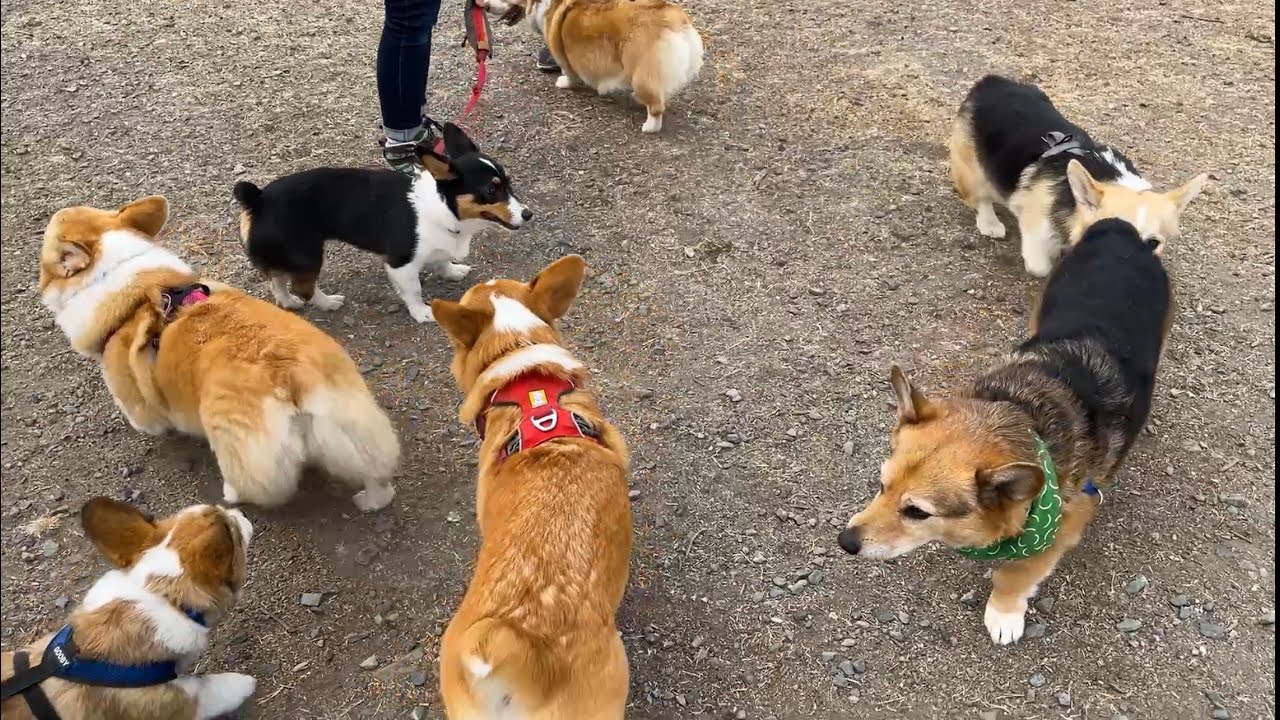“Everyone Loves A Corgi!” Bay Area Meetup - Point Isabel, August 2021 ...