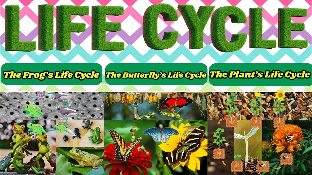 The Life Cycle Song | Fun and Educational Learning with 5 Stars Kids ...