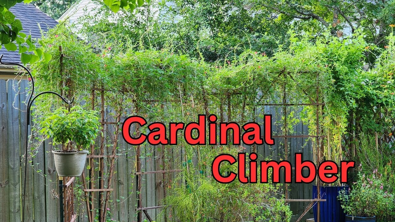 Cardinal Climber from seed along Texas Gulf Coast - YouTube