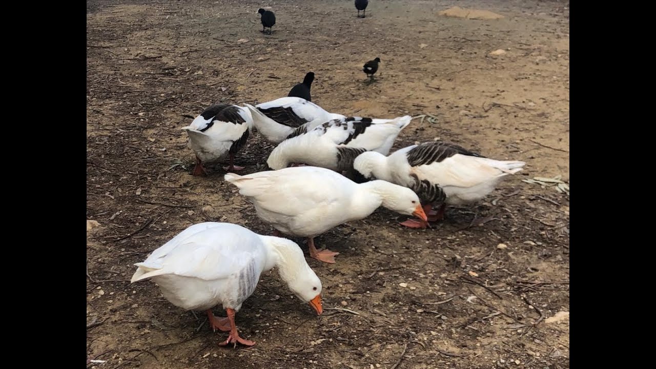 Ducks talking _ Splashing and Quacking - YouTube