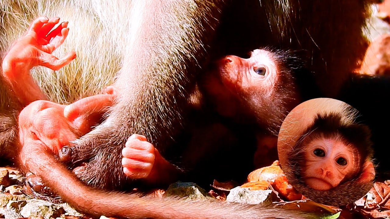 Newly Baby Tilly Need milk and warmth From Mum - YouTube