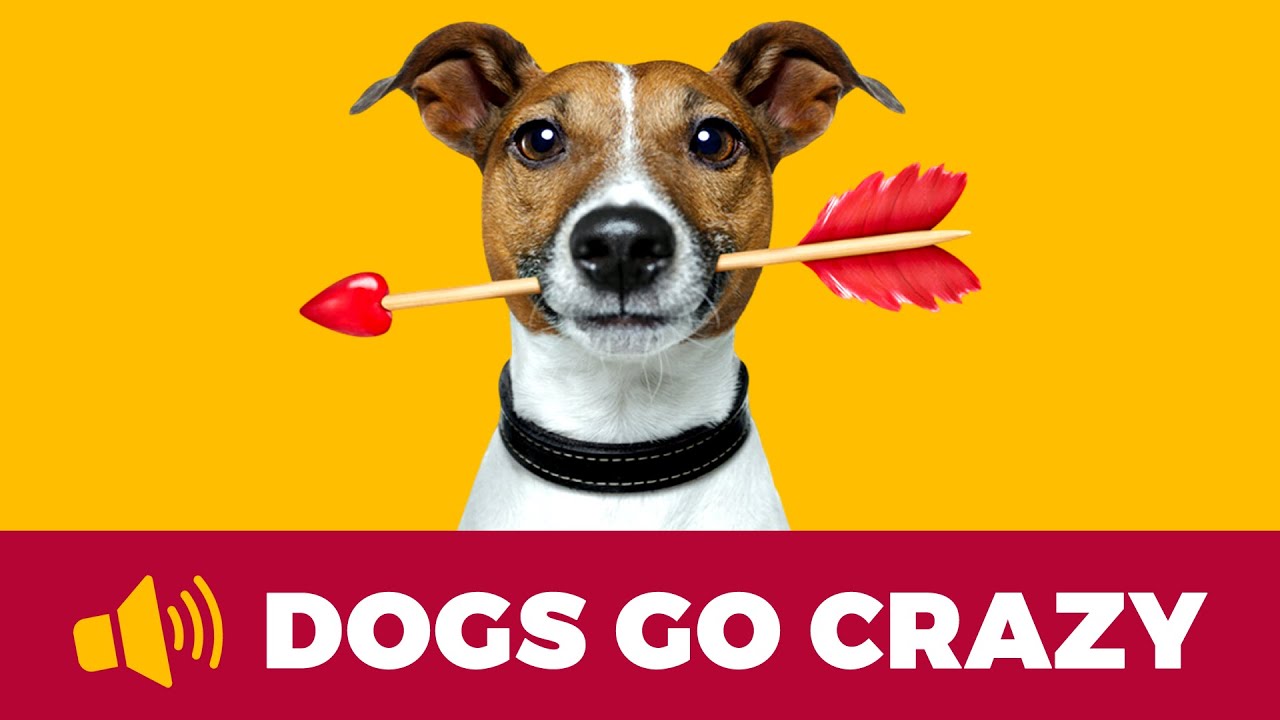 DOGS GO CRAZY for These Sounds - YouTube