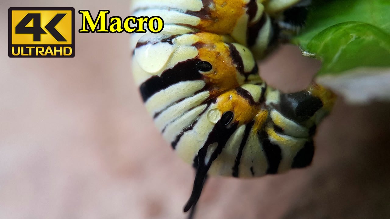 worm macro video 4k Moth caterpillar. - YouTube