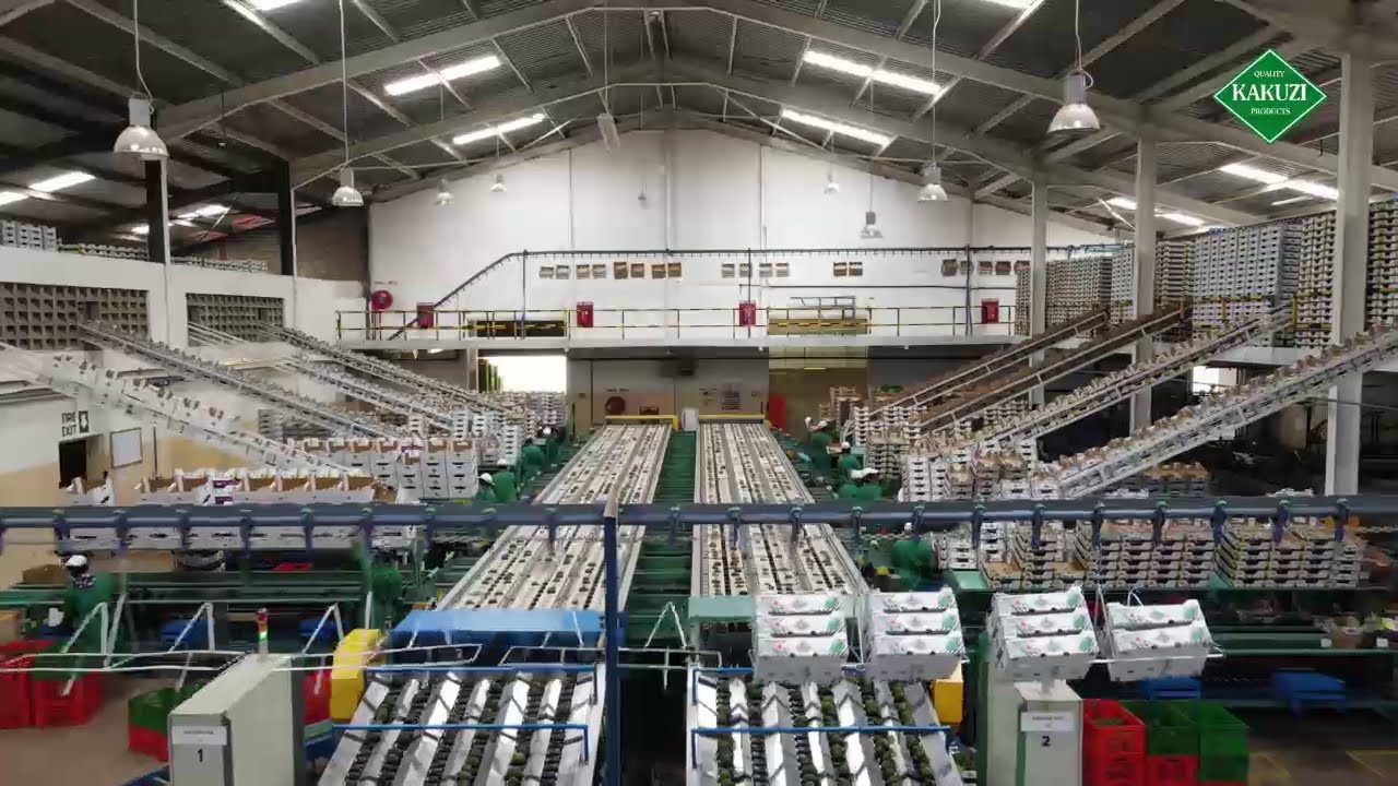 Inside Kakuzi: Avocado Packhouse - YouTube