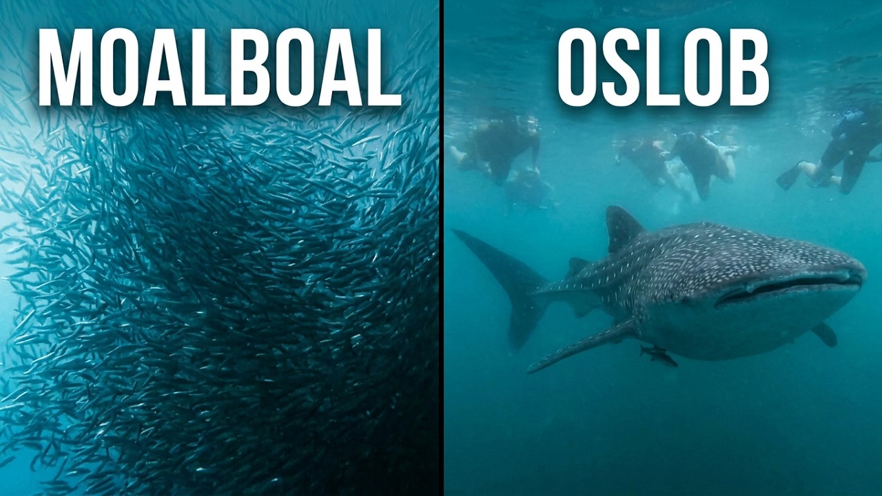 Sardine Run Moalboal and Whaleshark Oslob Dive Philippines 菲律賓潛水-沙丁魚風暴 ...