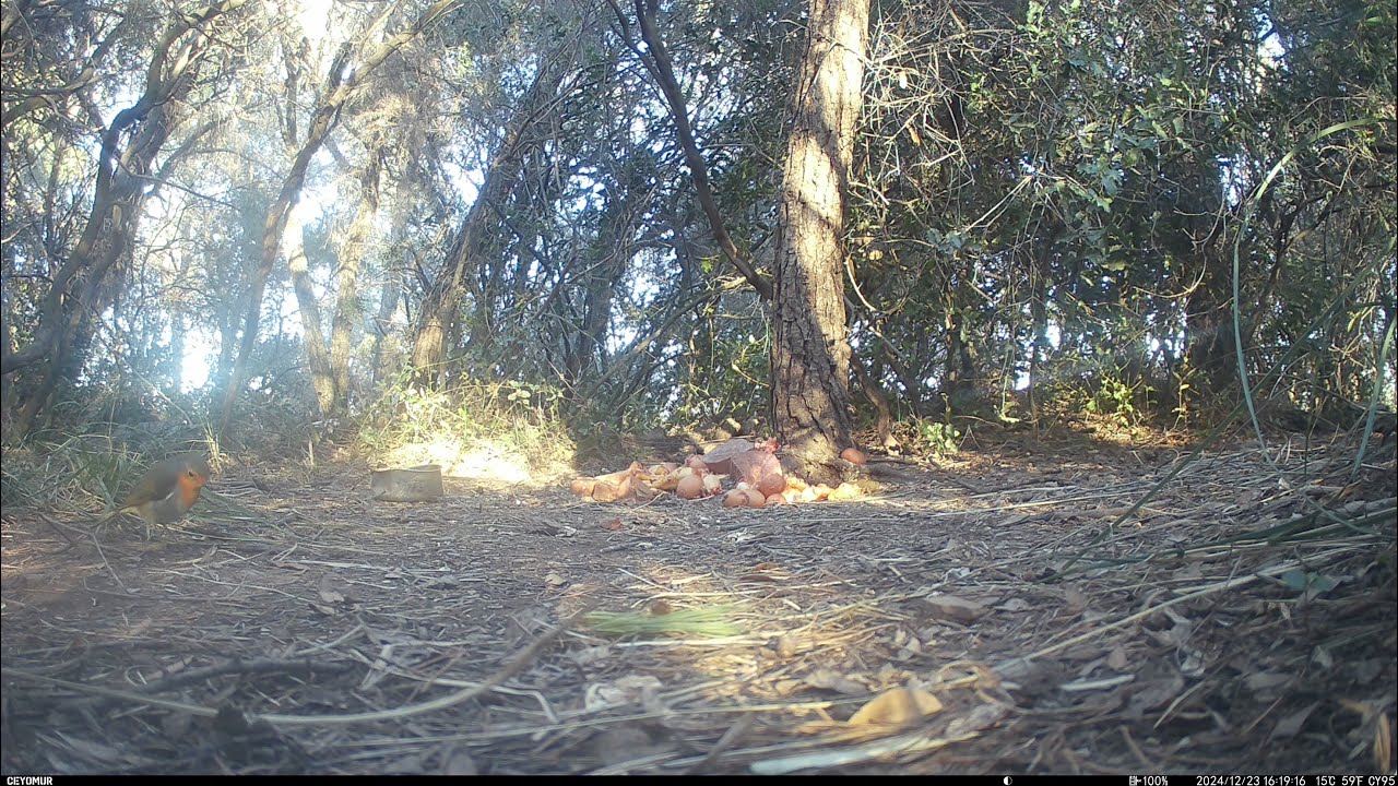 Wild robyn ; aftermoon 23 December - YouTube