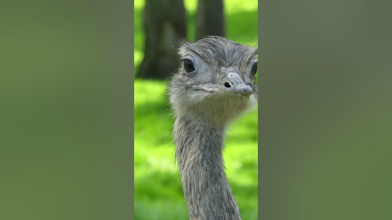Ostrich Is The L Argest Bird In The World উটপাখি হলো বিশ্বের সবচেয়ে