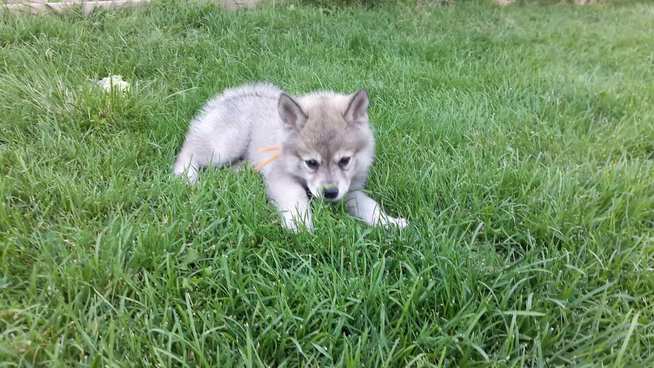 Aug 25, 2017 Small Wolf Sable Pomsky Puppy FOR SALE 8 weeks old - YouTube