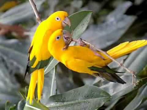 M Ruslan-Sen Mensiz Darixacaqsan