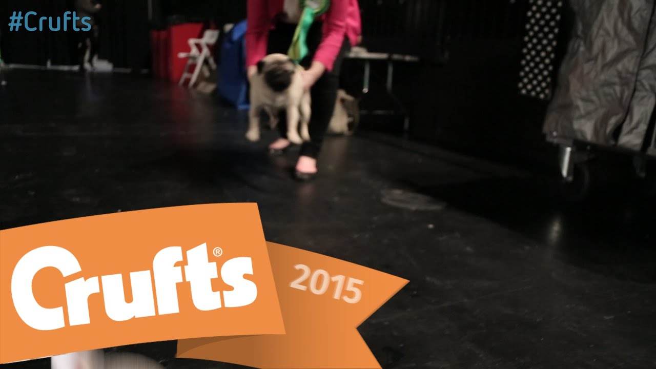 Cute Pug goes CRAZY with excitement | Crufts 2015 - YouTube