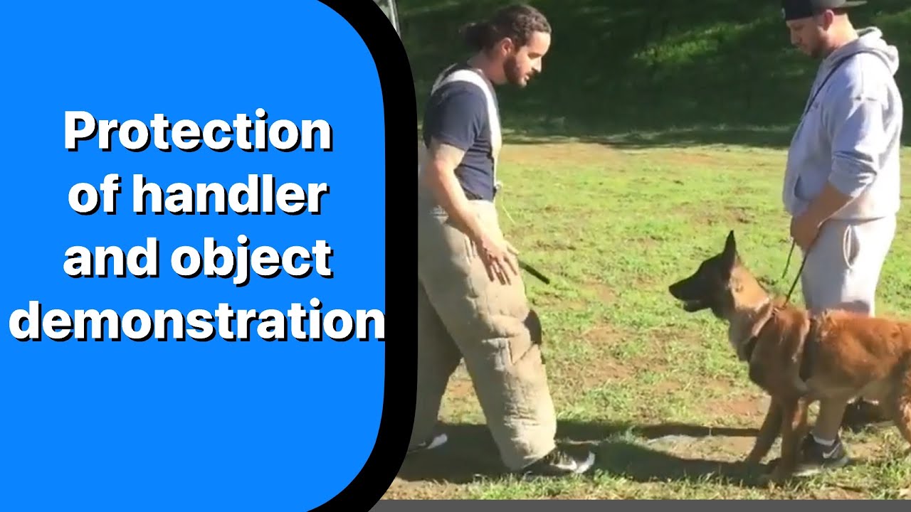 French Ring Exercises | Defense of Handler & Object Guard | 720p - YouTube