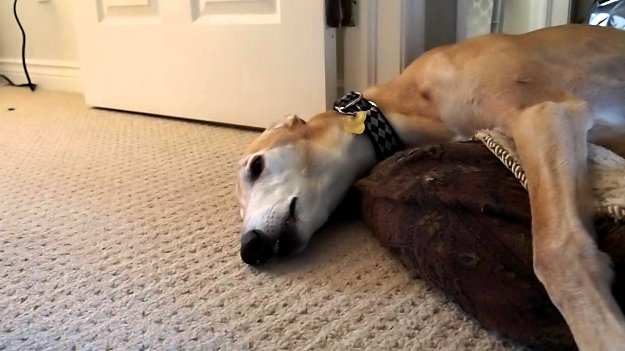 Recursive Greyhound Rooing - YouTube