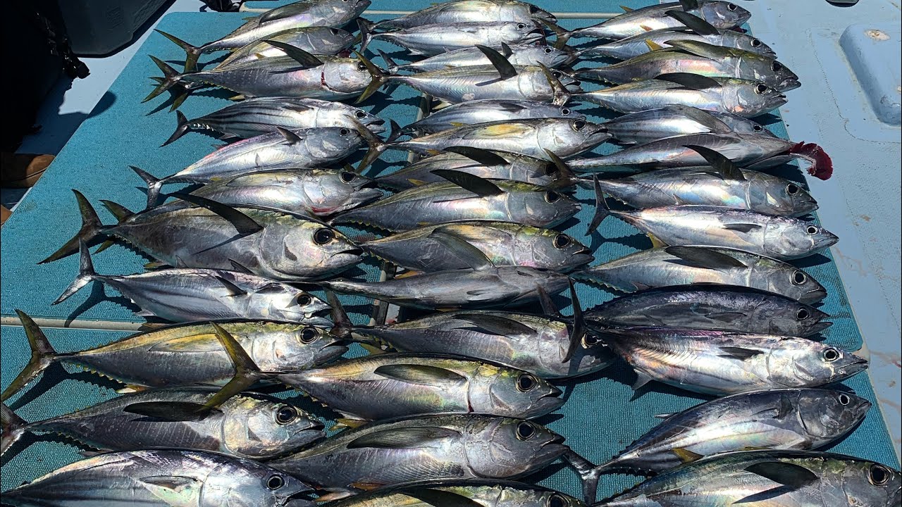 Deep sea fishing in Okinawa! | Fishing | Yellowfin Tuna | Deep Sea ...