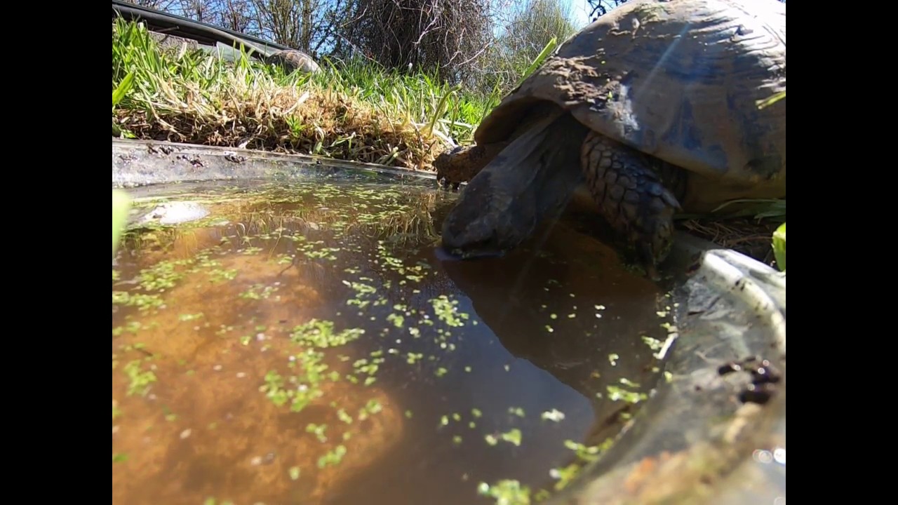 Tortue d'Hermann qui boit - YouTube