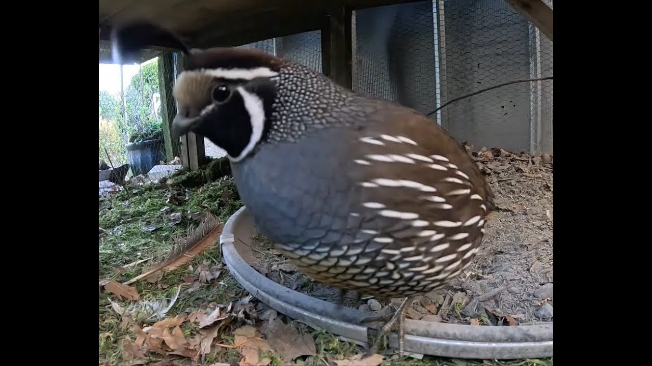 Californian Quail strutting their stuff - YouTube