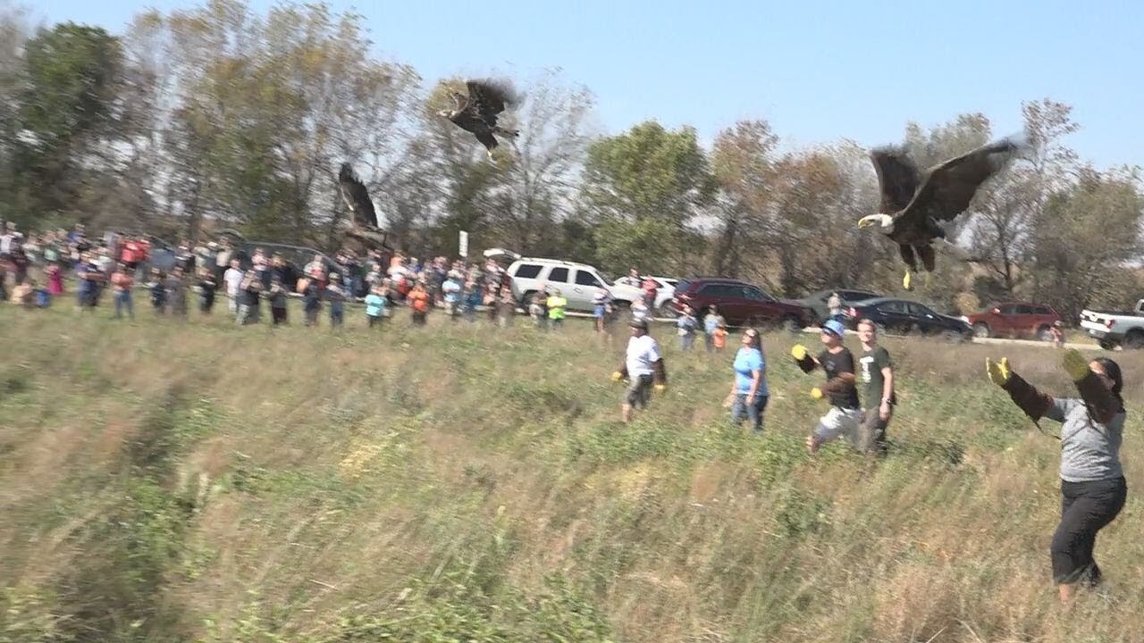 Bramble Park Zoo releases three bald eagles back into the wild - YouTube