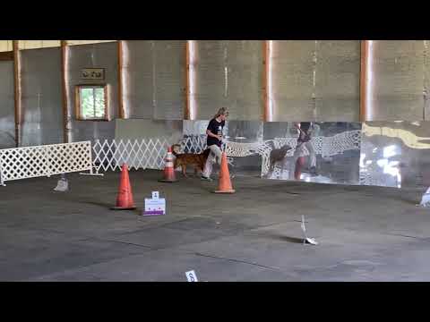 AKC Virtual Rally Novice Course 2 - YouTube
