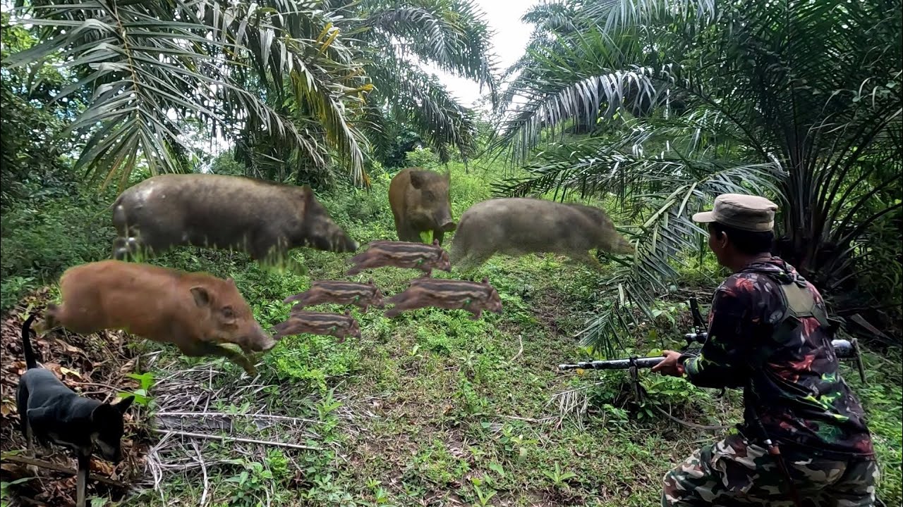 GILA PEMBURU DI HAMPIRI SEGEROMBOLAN BABI HUTAN | AMAZING | - YouTube