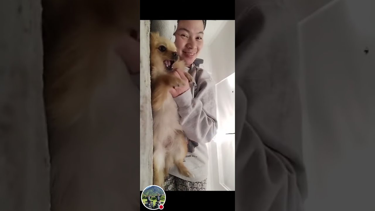 Playing with mimi #dog #playing #pets #animals##doglover #viral #fyp #love #teamlove # ...