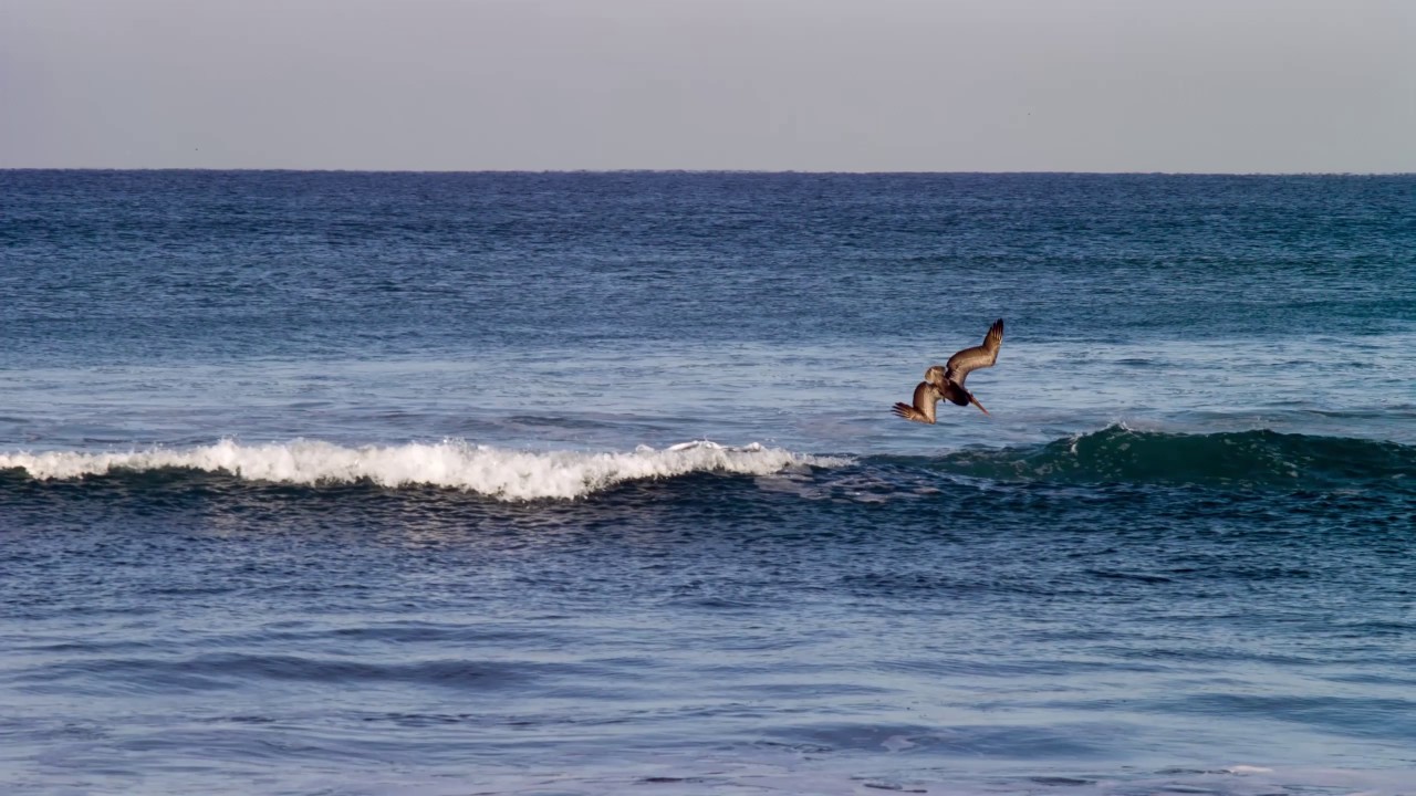 Pelicans flying and diving in slow motion - San Diego La Jolla shores ...