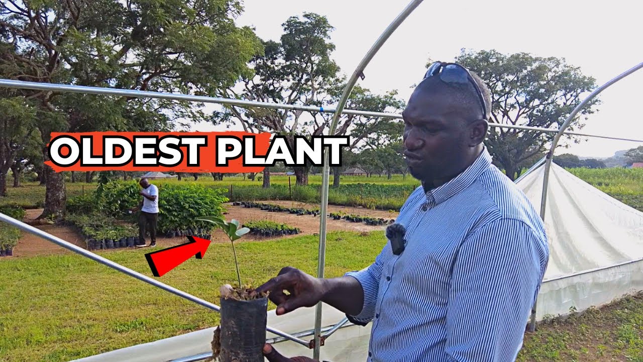 The Oldest Plant in the World - YouTube
