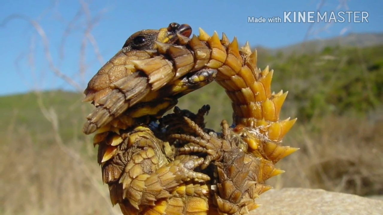 Top 10 Unknown Animals In The World YouTube top-10-unknown-animals-in-the-world-youtube