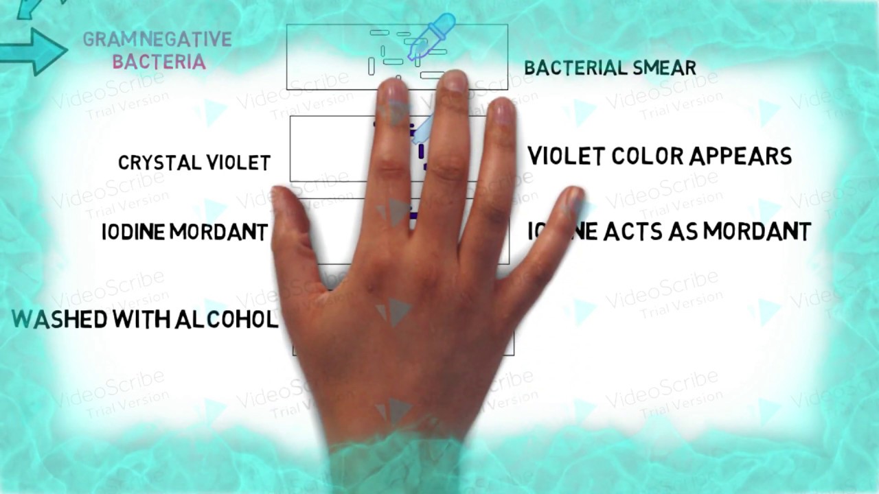 Gram Staining Procedure & Principle | Gram staining step by step Method ...