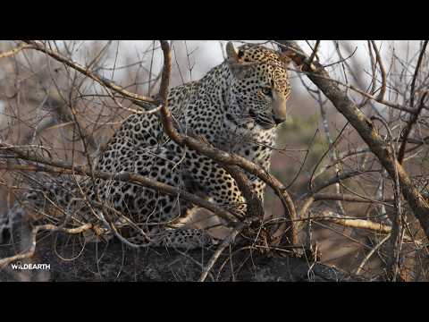 The rare and the royal - SafariLIVE Sunrise - 24 June 2026
