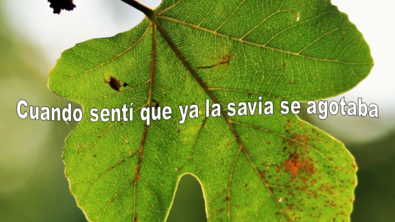 Canción de la higuera seca. Salomé Arricibita Acordes - Chordify