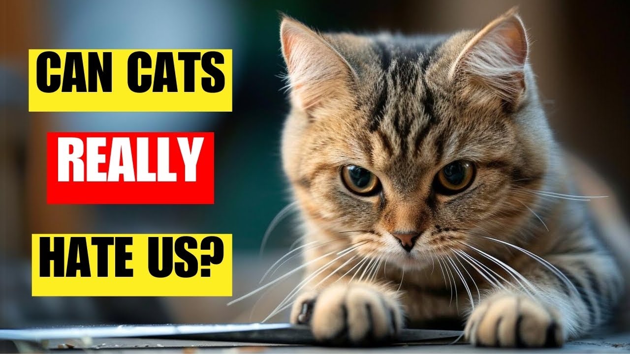 10 signs that will help you understand if your cat hates you | Watch ...