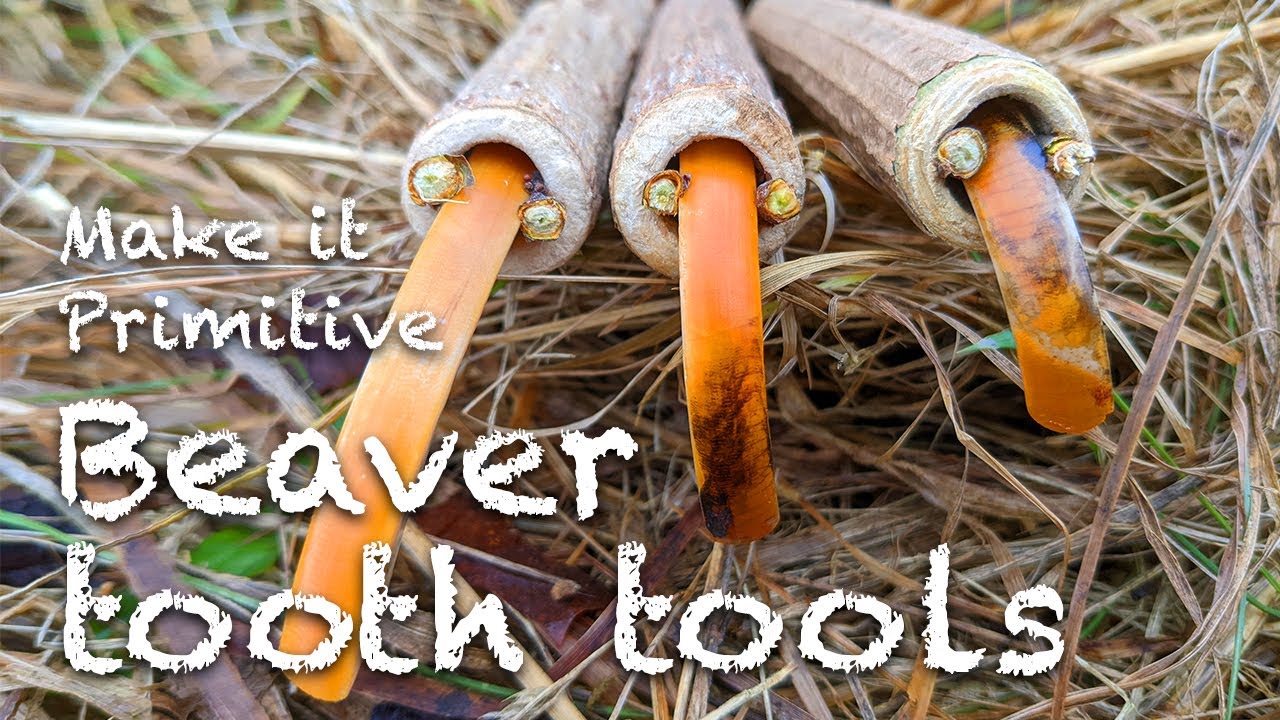 Bone tools 3: Primitive woodworking tools using beaver teeth 🦴 - YouTube