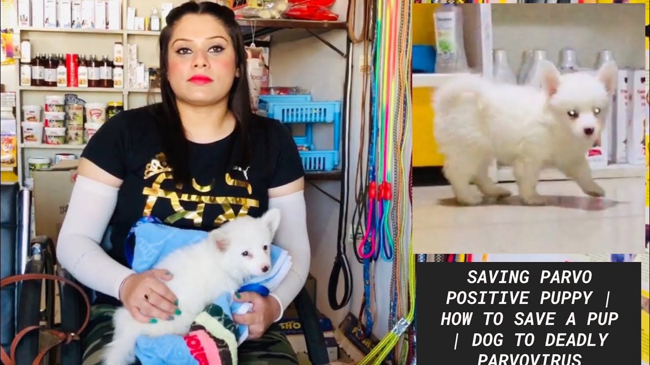 Parvovirus Positive Saving Puppy | How to Save Pup | Dog to Deadly ...