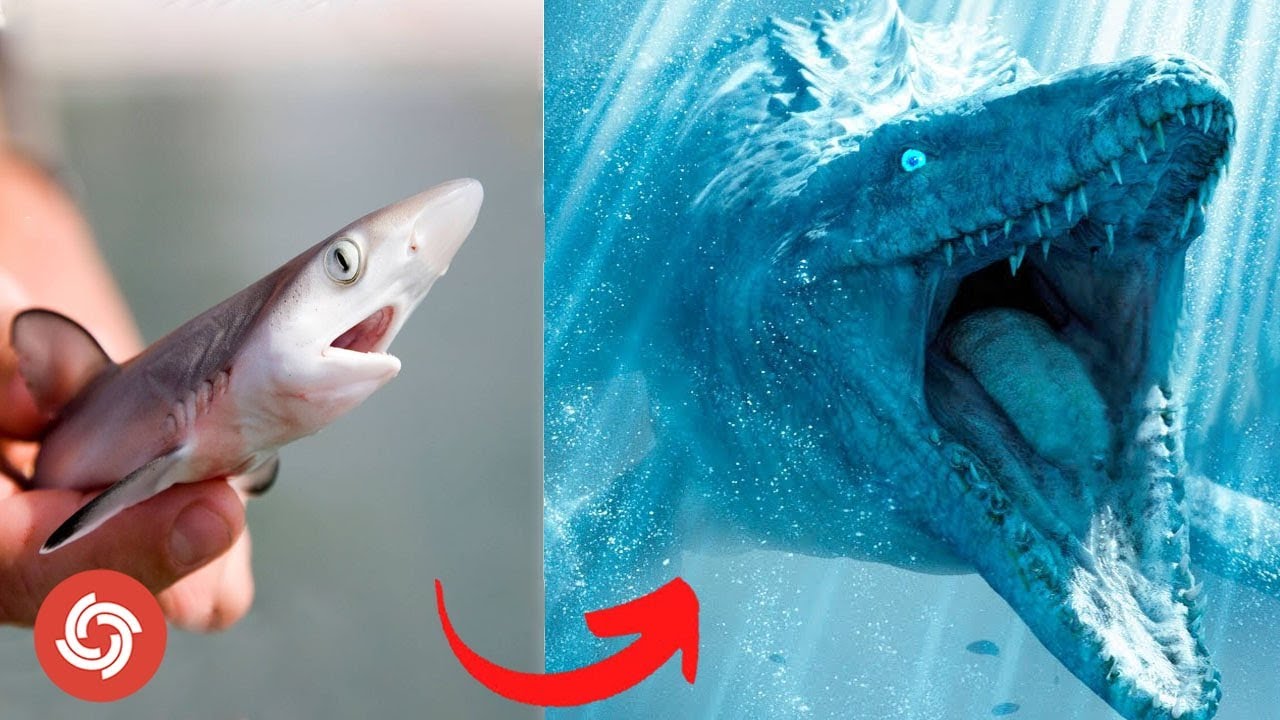 Before & After Animals Growing Up | Amazing Animal Transformation ...