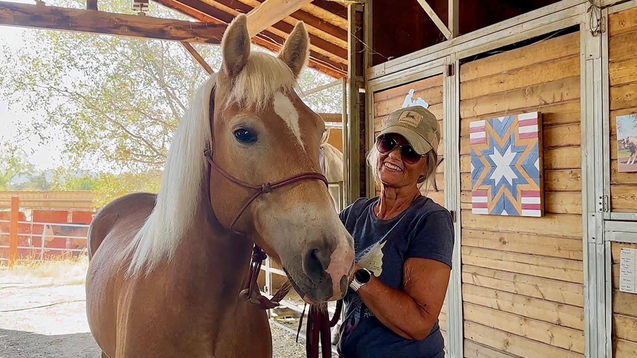 Terri and Her Beautiful Haflinger, Gracie, will be an Elegant Driving ...